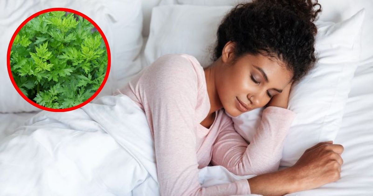 Exploring Top 5 Health Benefits and Uses of Common Ragweed