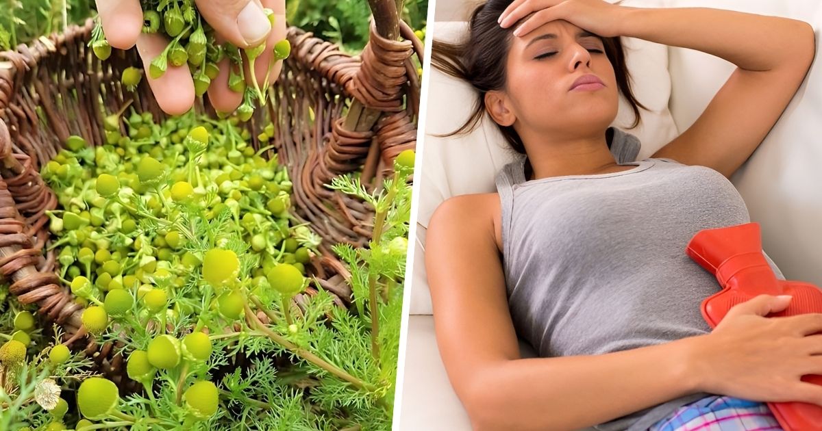 Top 10 Health Benefits of Pineapple Weed and How to Use It for Wellness