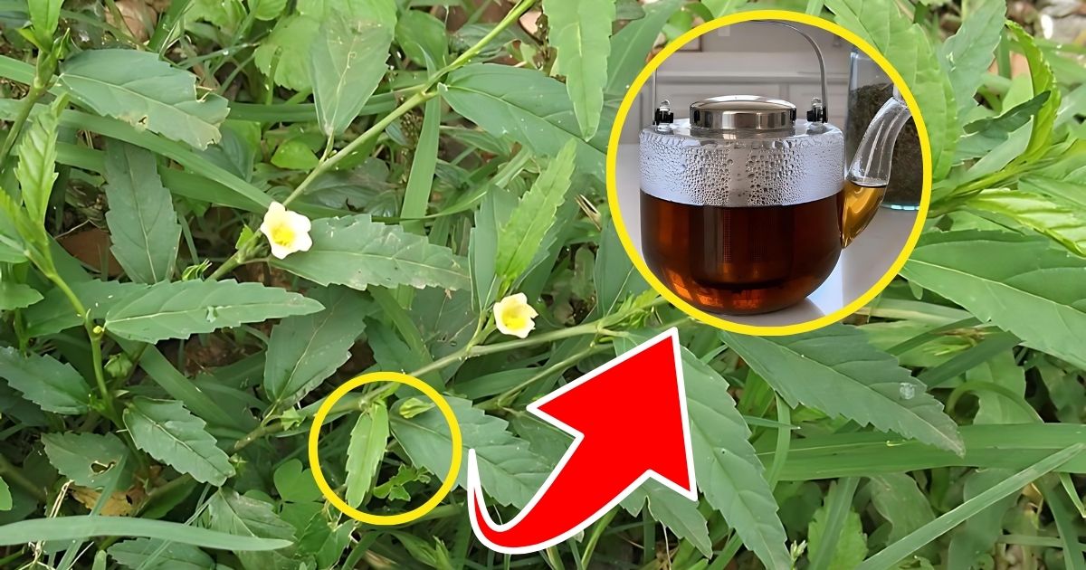 Unveiling 6+ Health Benefits of Sida Acuta: A Natural Remedy with ...