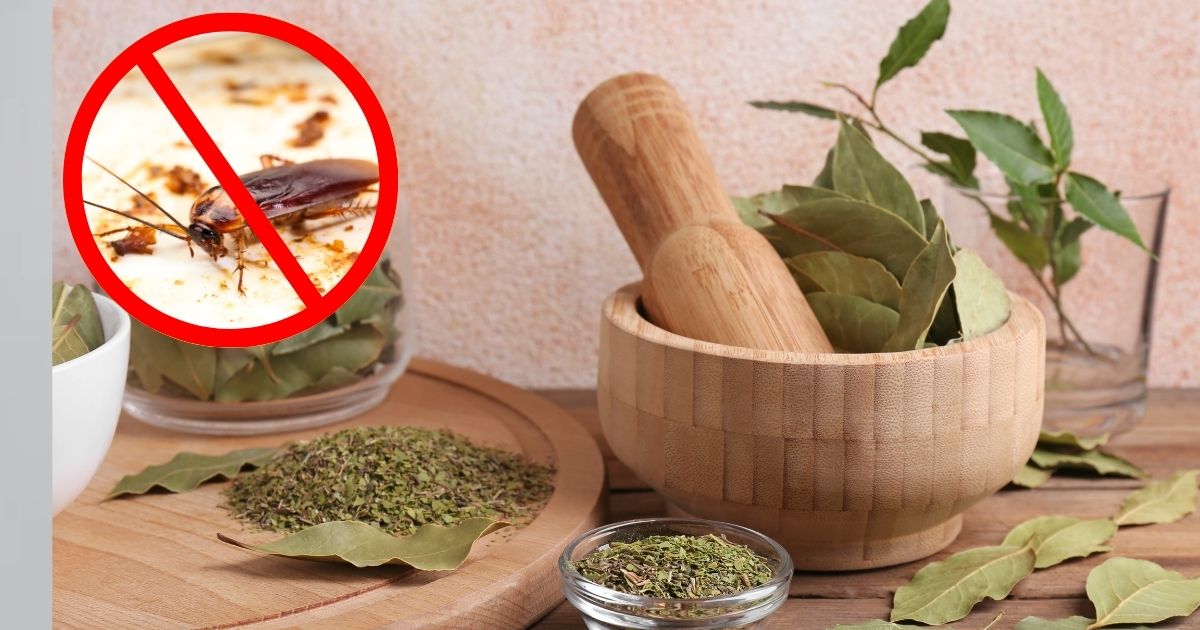 How Can Bay Leaves Help Keep Insects Out of Your Home?