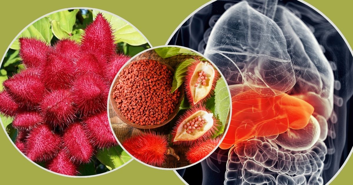 7 Amazing Benefits of Lipstick Tree You Didn’t Know About