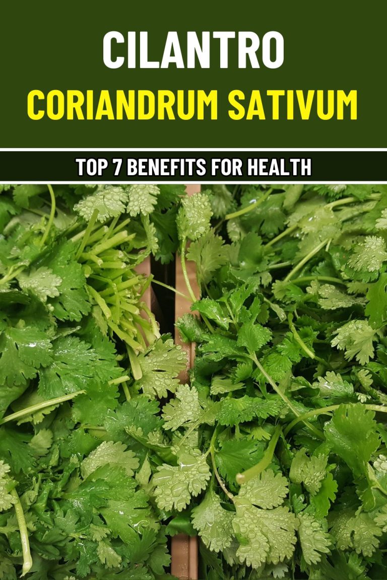 The Amazing Health Benefits of Cilantro: A Gardener’s Green Gold