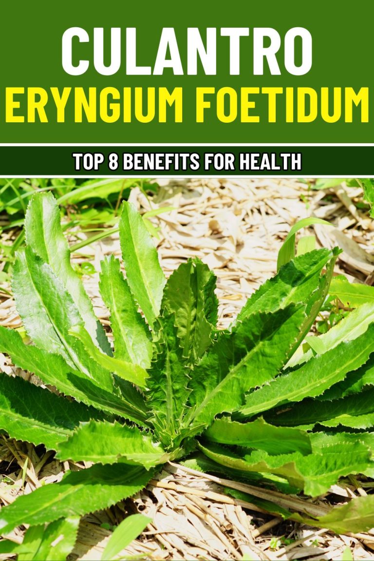 Culantro: The Underrated Super Herb That Packs a Nutritional Punch