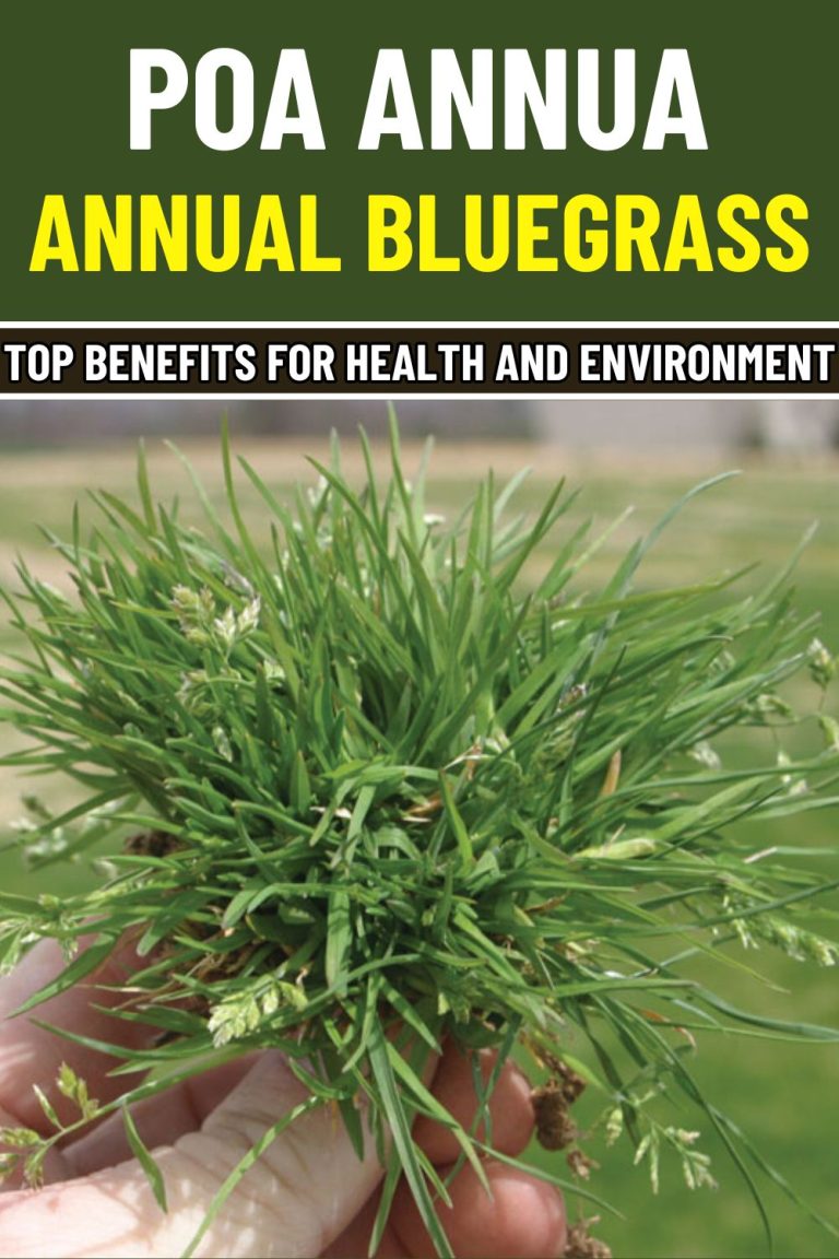 The Surprising Benefits of Poa annua: Nature's Ground Cover and More