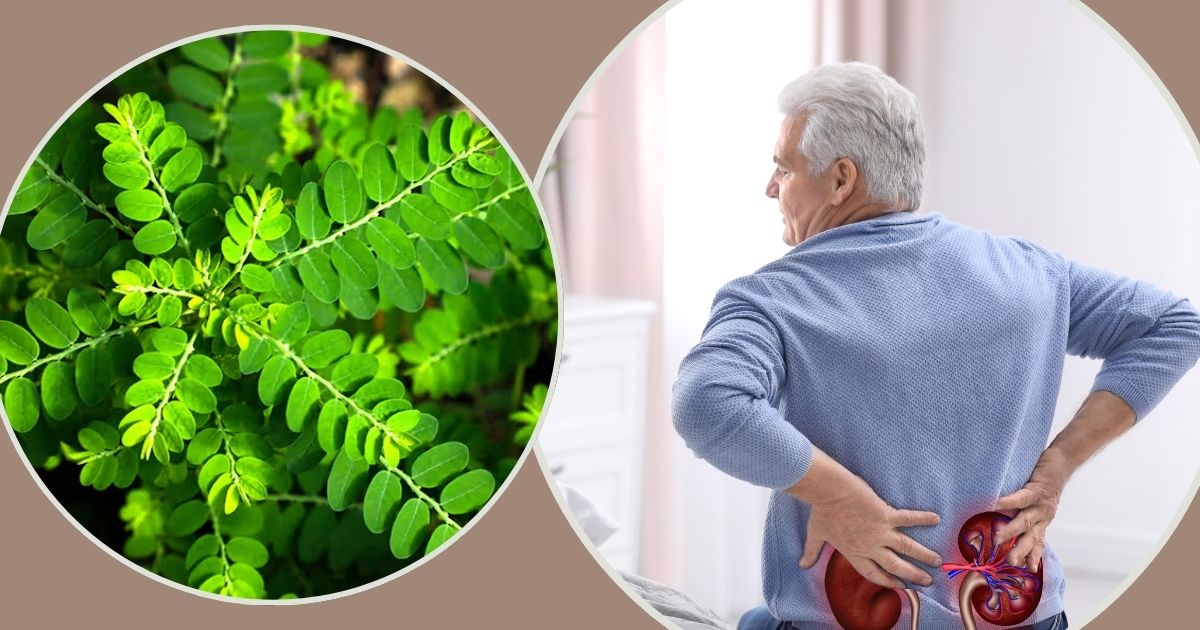 12 Amazing Health Benefits of the Stonebreaker Plant You Shouldn't Miss