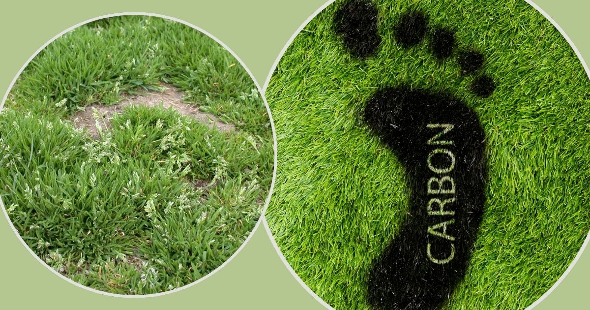 The Surprising Benefits of Poa annua: Nature's Ground Cover and More