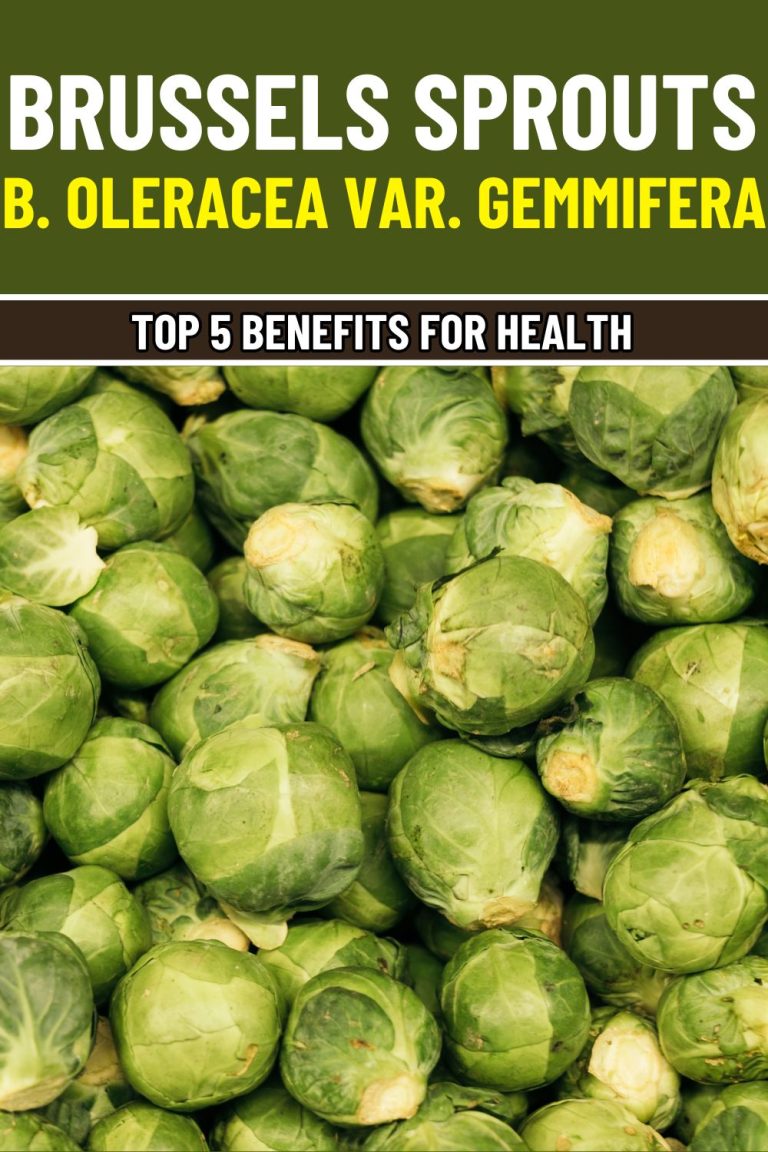 5 Powerful Health Benefits of Brussels Sprouts You Should Know About