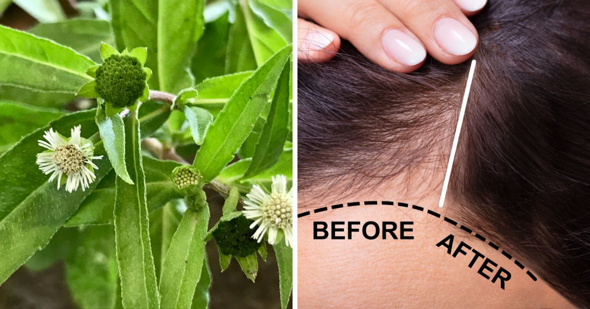 The 5 Incredible Benefits of Rosemary for Hair Growth and Health