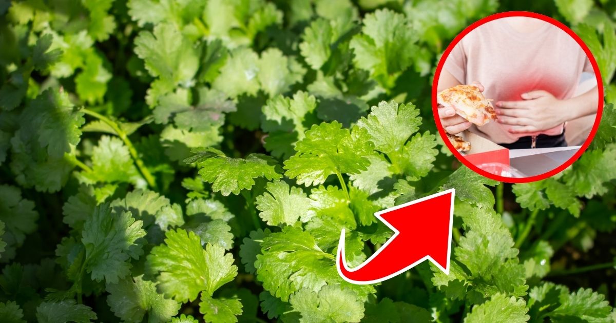 The Amazing Health Benefits of Cilantro: A Gardener’s Green Gold