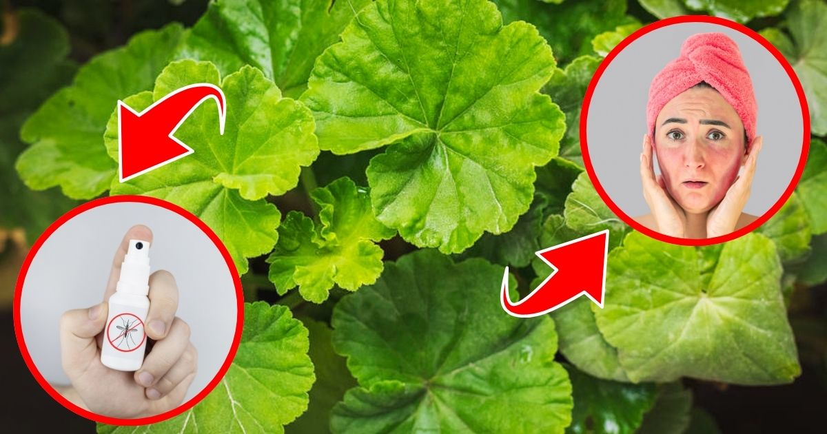 The Hidden Benefits of Geranium Leaves From Skin Health to Insect Repellent
