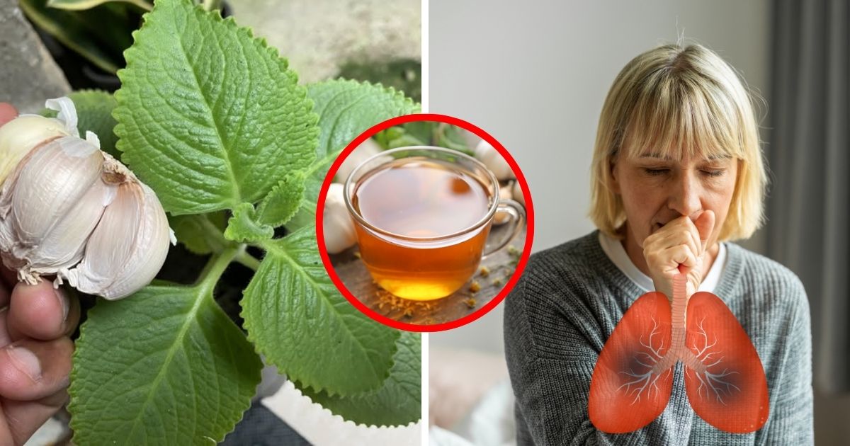 Unlocking The 8 Incredible Benefits of Oregano Orejón and Garlic: A ...