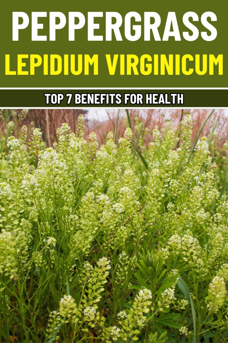 Unlock the Hidden Benefits of Peppergrass (Lepidium virginicum): A ...