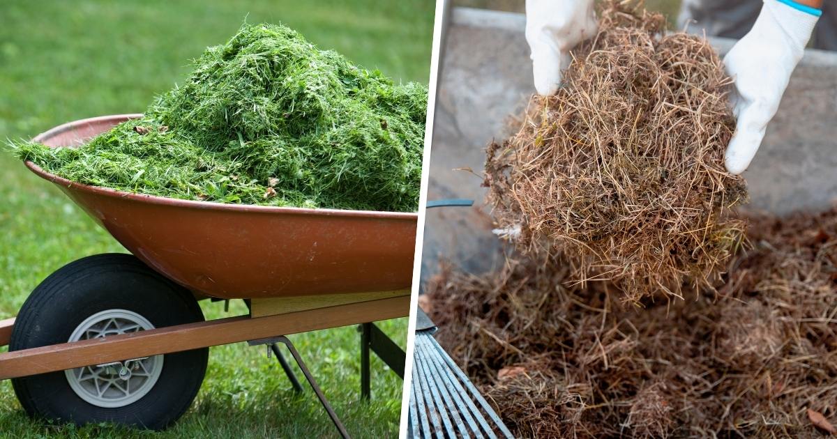 Grass Clippings: Transforming Lawn Waste into Garden Gold