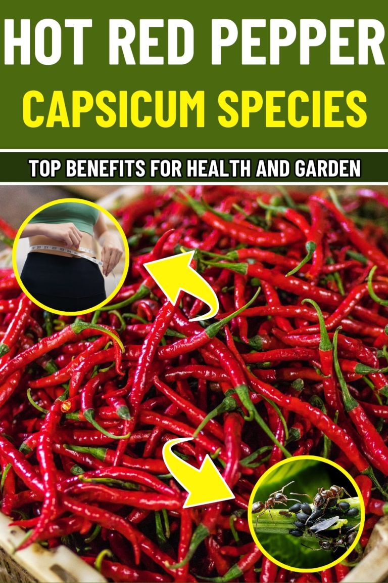 Unlock the Surprising Benefits of Hot Red Pepper: Health, Flavor, and More