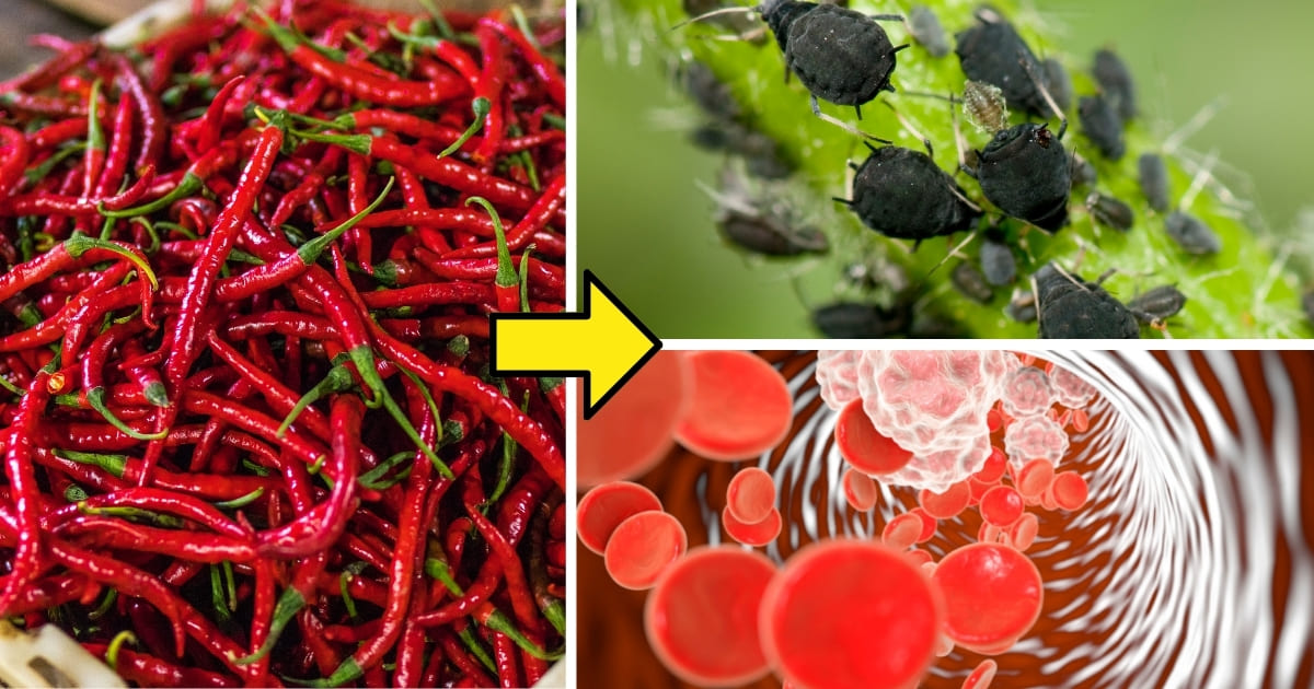 Unlock the Surprising Benefits of Hot Red Pepper: Health, Flavor, and More
