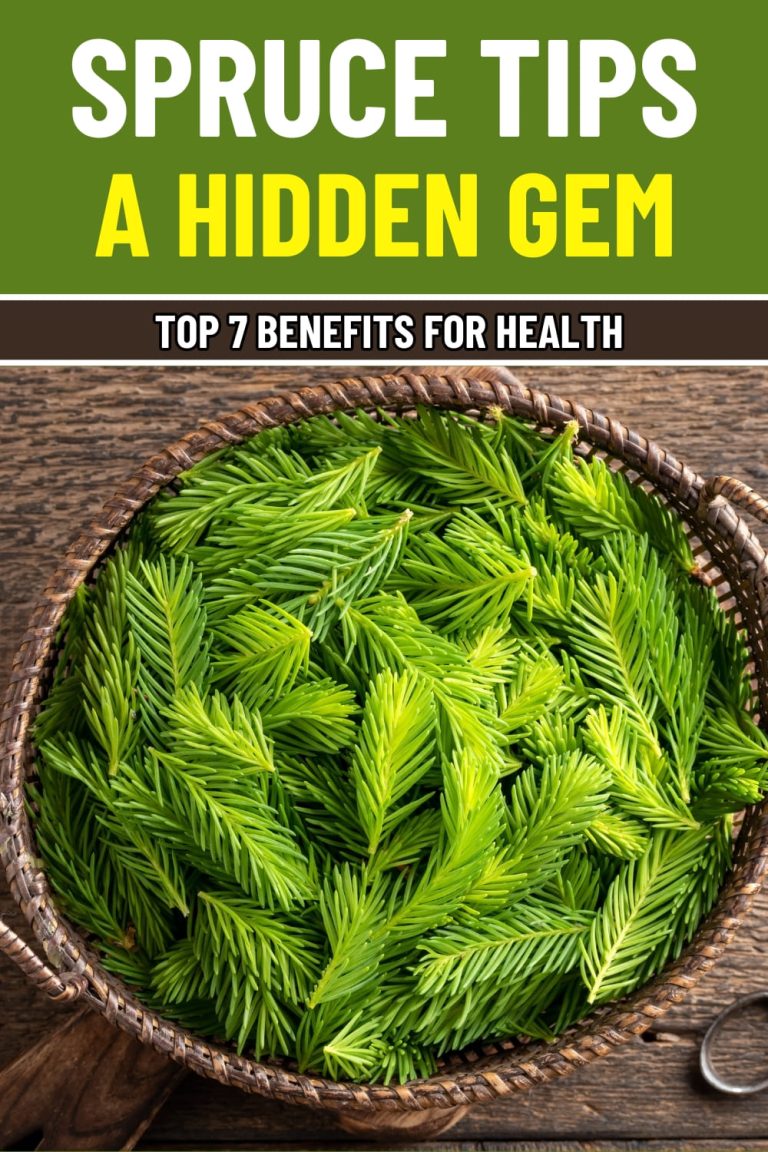 7 Fascinating Ways Spruce Tips Boost Your Health Naturally