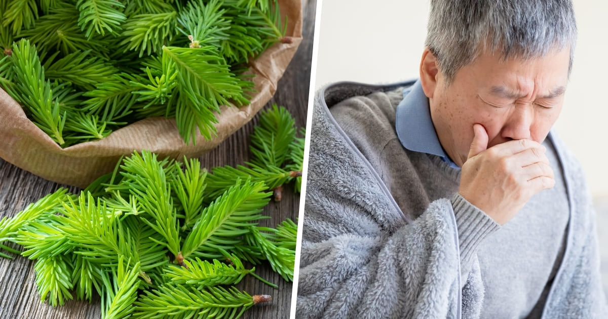 7 Fascinating Ways Spruce Tips Boost Your Health Naturally