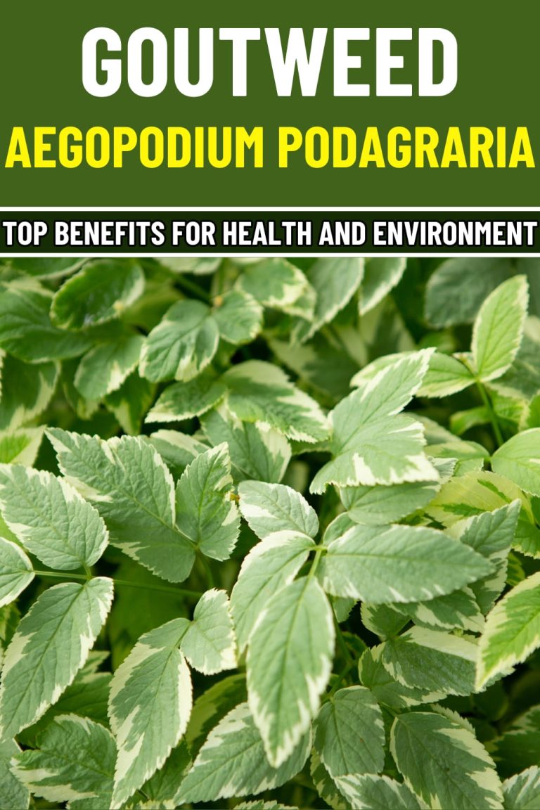 The Powerful Benefits of Goutweed for Health and Sustainability