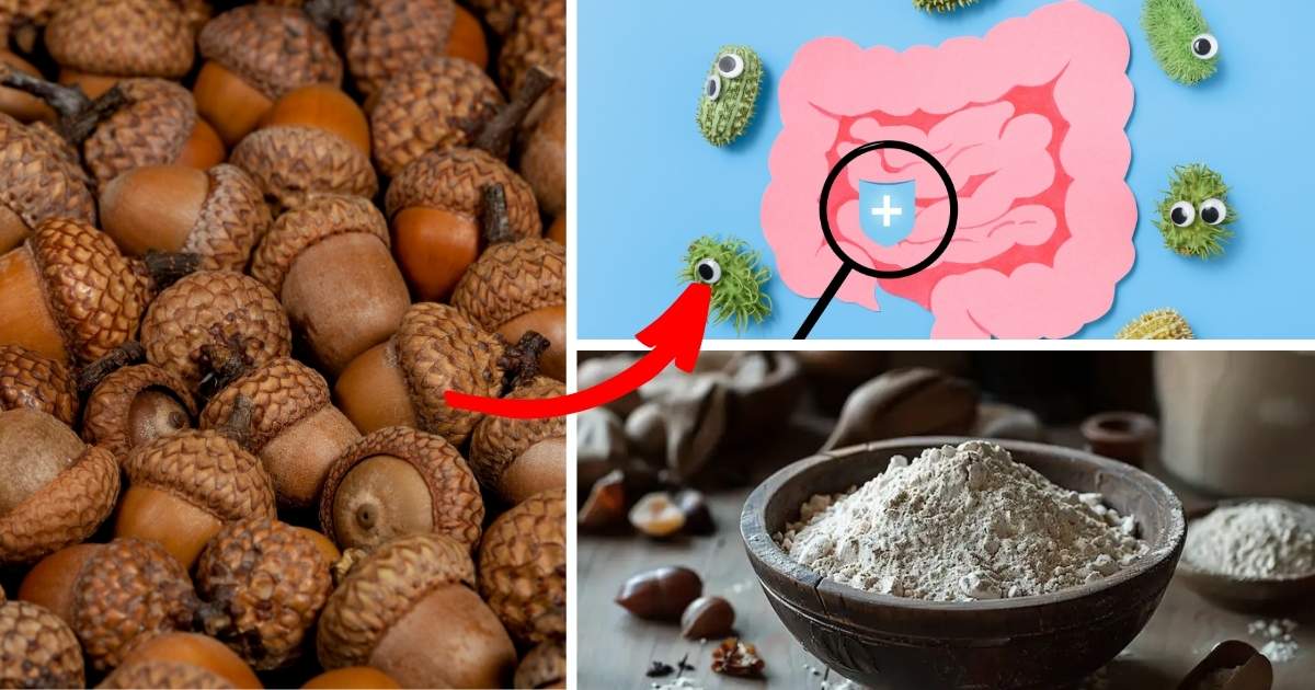 The Power of Acorns: Unlocking Their Nutritional and Health Benefits