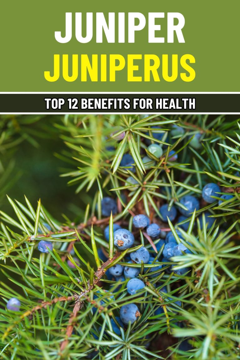 12 Surprising Health Benefits of Juniper You Didn’t Know About