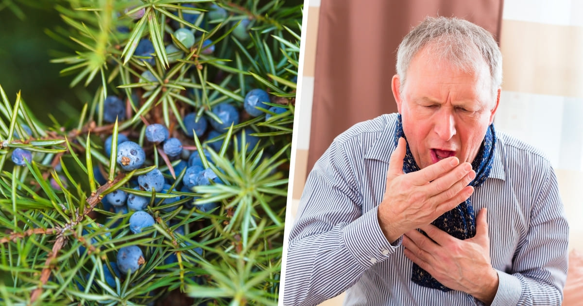 12 Surprising Health Benefits of Juniper You Didn’t Know About