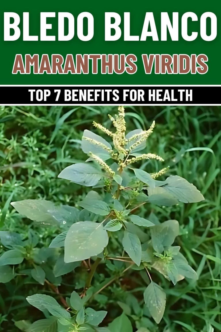 7 Health Benefits of Bledo Blanco: A Nutritional Powerhouse You Can't Miss