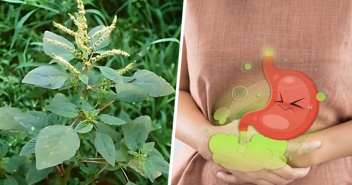 7 Health Benefits of Bledo Blanco: A Nutritional Powerhouse You Can't Miss