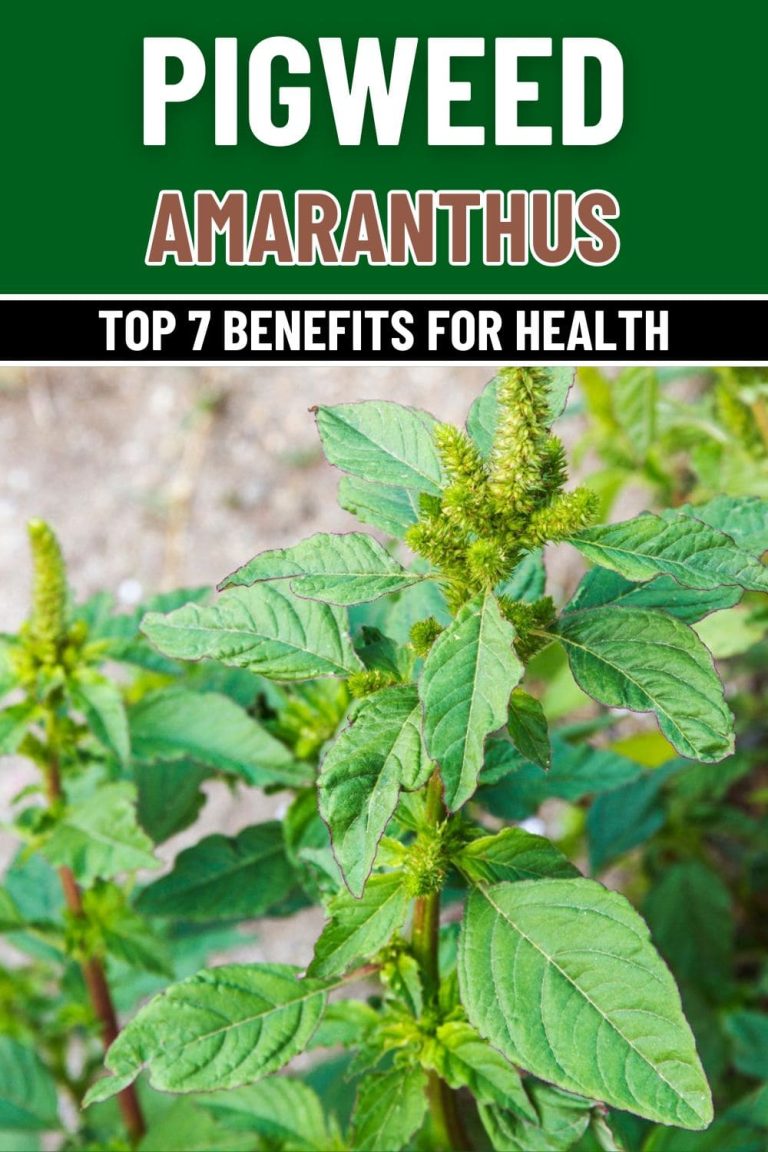 What Is Pigweed? Top 7 Benefits of This Plant For Health