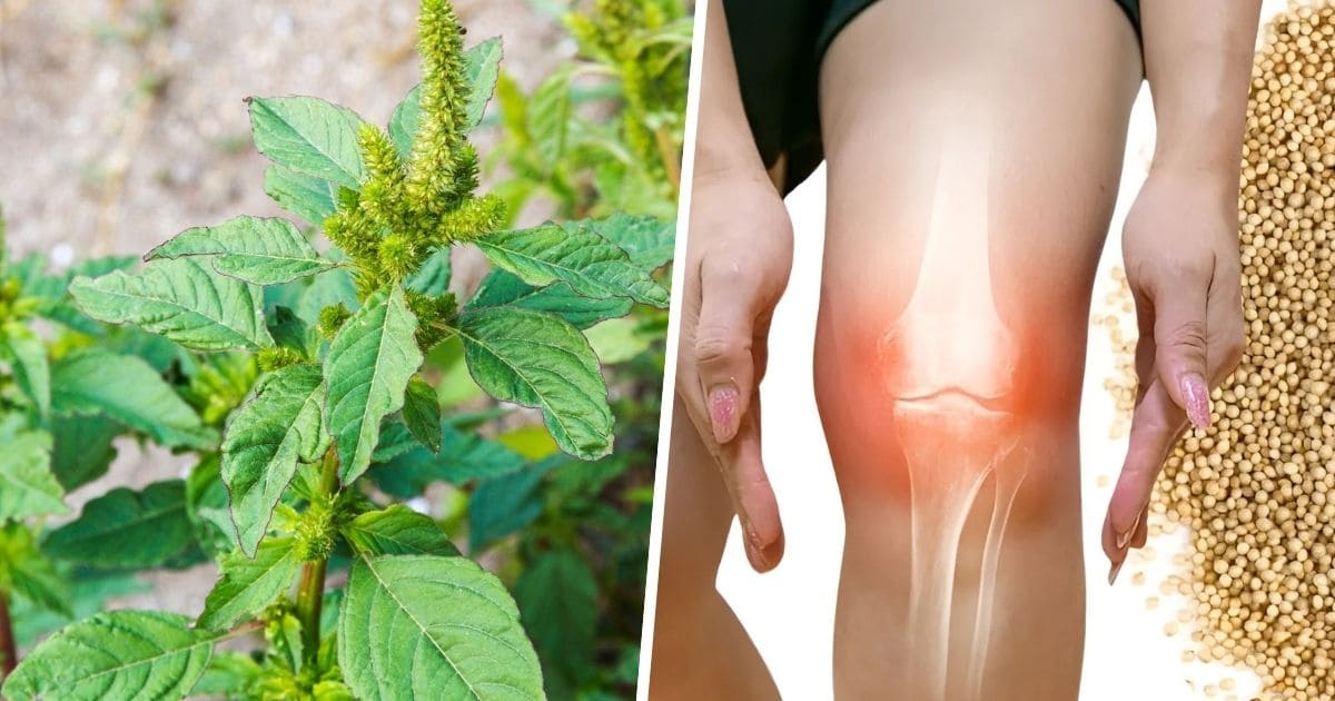 What Is Pigweed? Top 7 Benefits of This Plant For Health