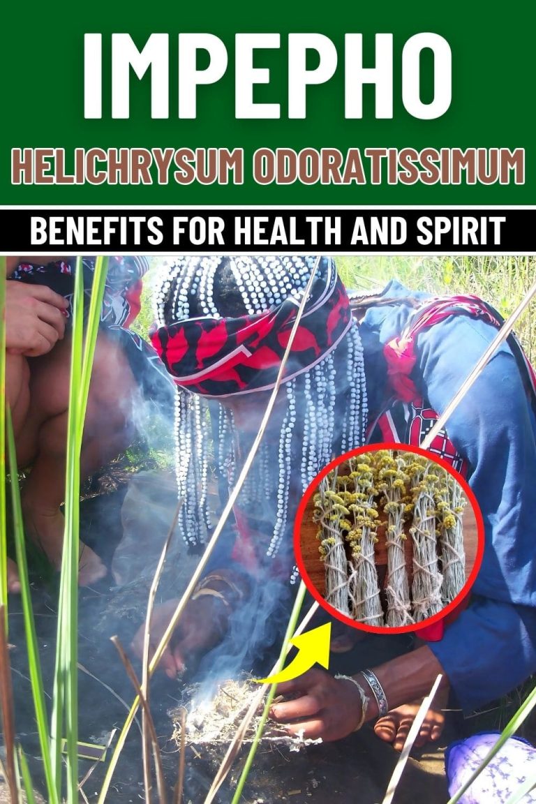 Amazing Benefits of Impepho As A Spiritual And Healing Herb