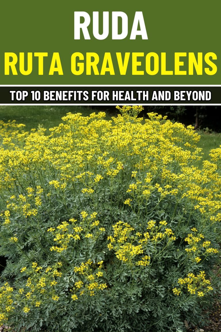10 Incredible Benefits of Ruda: Ancient Remedy for Modern Health
