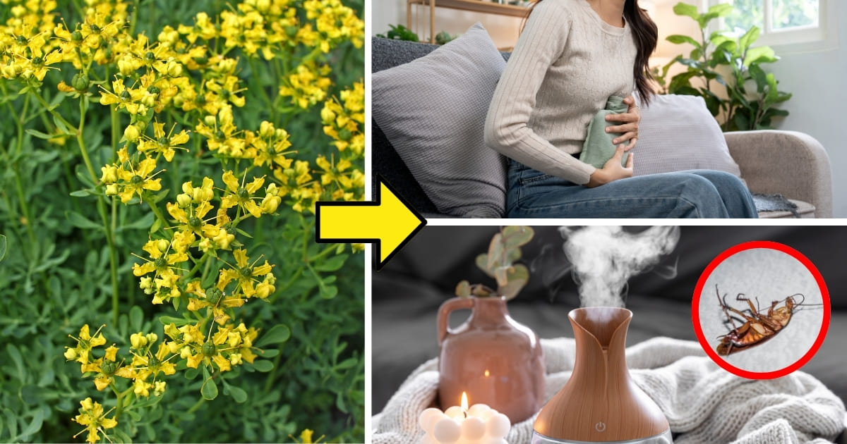 10 Incredible Benefits of Ruda: Ancient Remedy for Modern Health