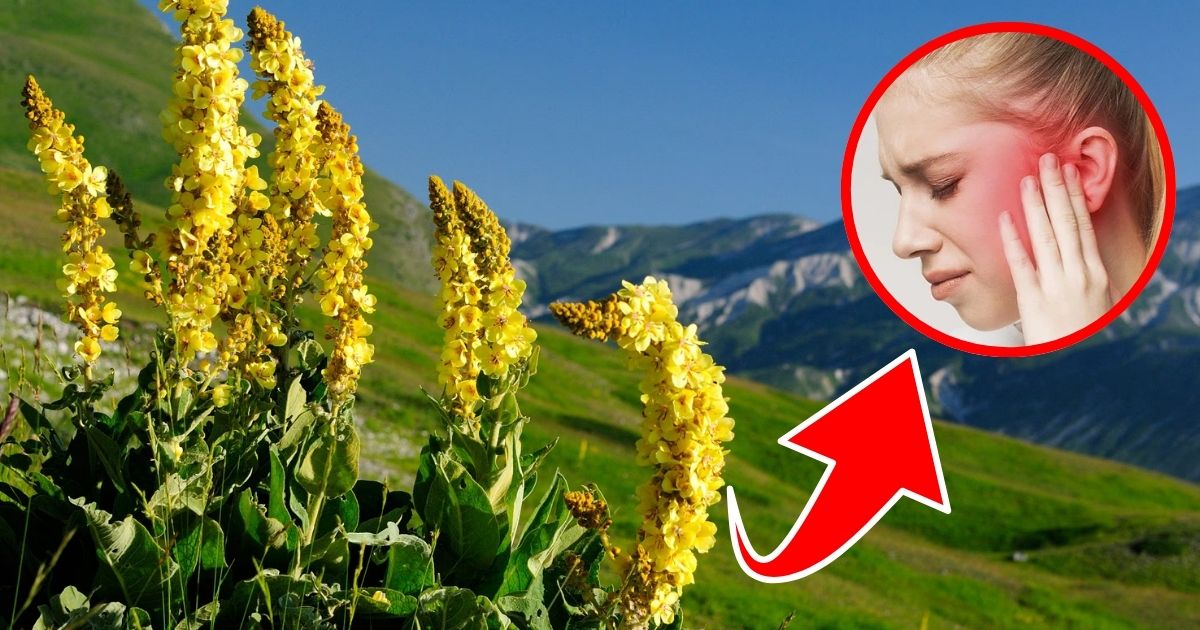 The 8 Surprising Health Benefits of Mullein You Need to Know