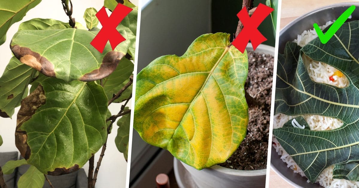 Most People Enjoy Figs, But They Overlook The Power of Fig Leaves. Here ...