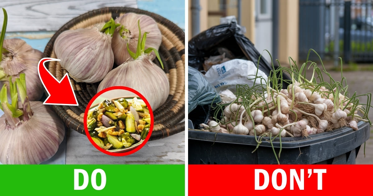 12 Surprising Health Benefits of Sprouted Garlic You Need to Know