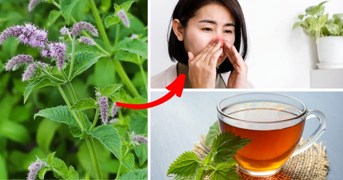 Wild Mint Wonders: 10 Health Benefits and How to Use It Daily