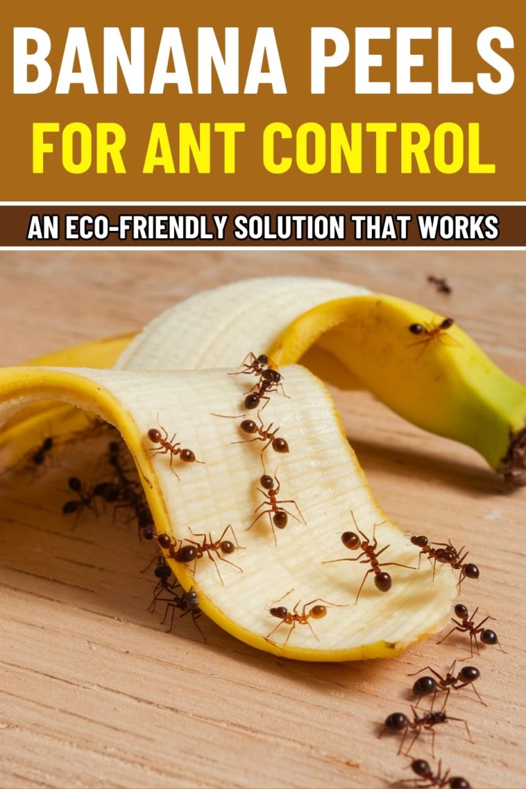 Banana Peels for Ant Control: An Eco-Friendly Solution That Works