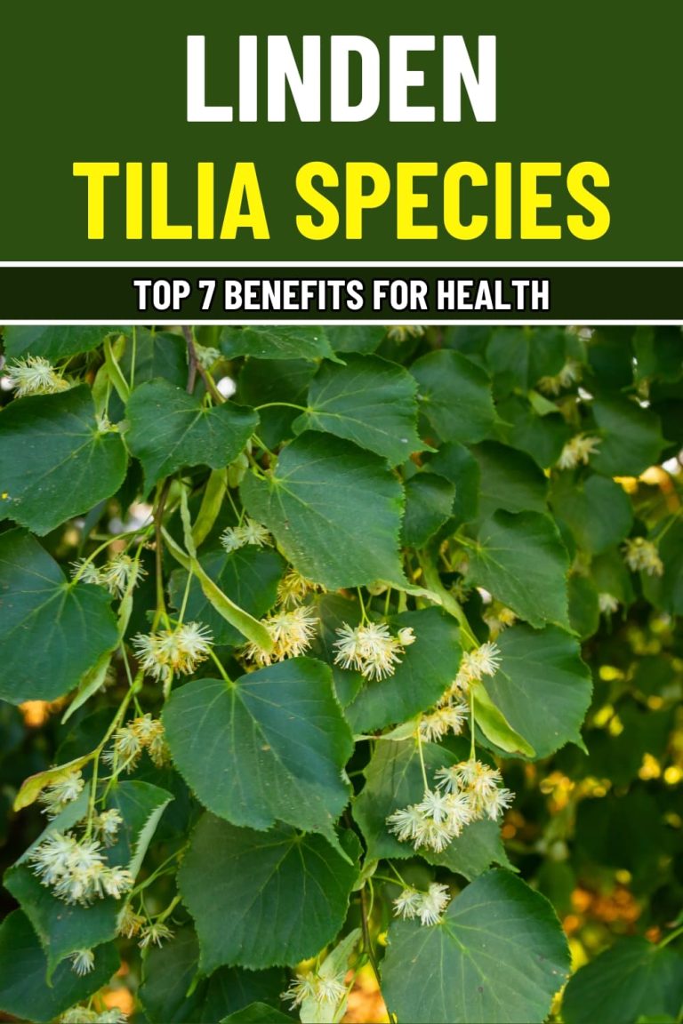 The 7 Amazing Health Benefits of Linden and Easy Ways to Use It Daily