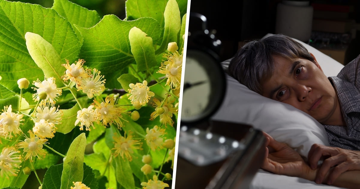 The 7 Amazing Health Benefits of Linden and Easy Ways to Use It Daily