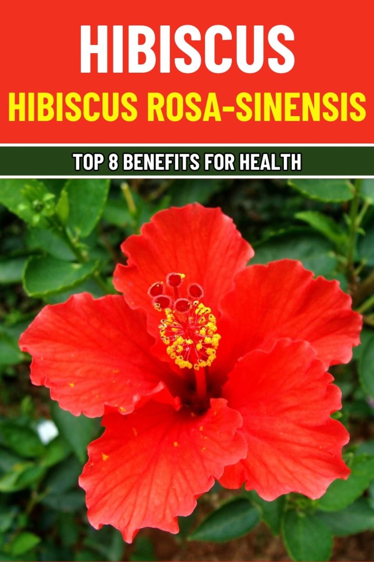 8 Surprising Health Benefits of Hibiscus Leaves and Flowers You’ll Love ...