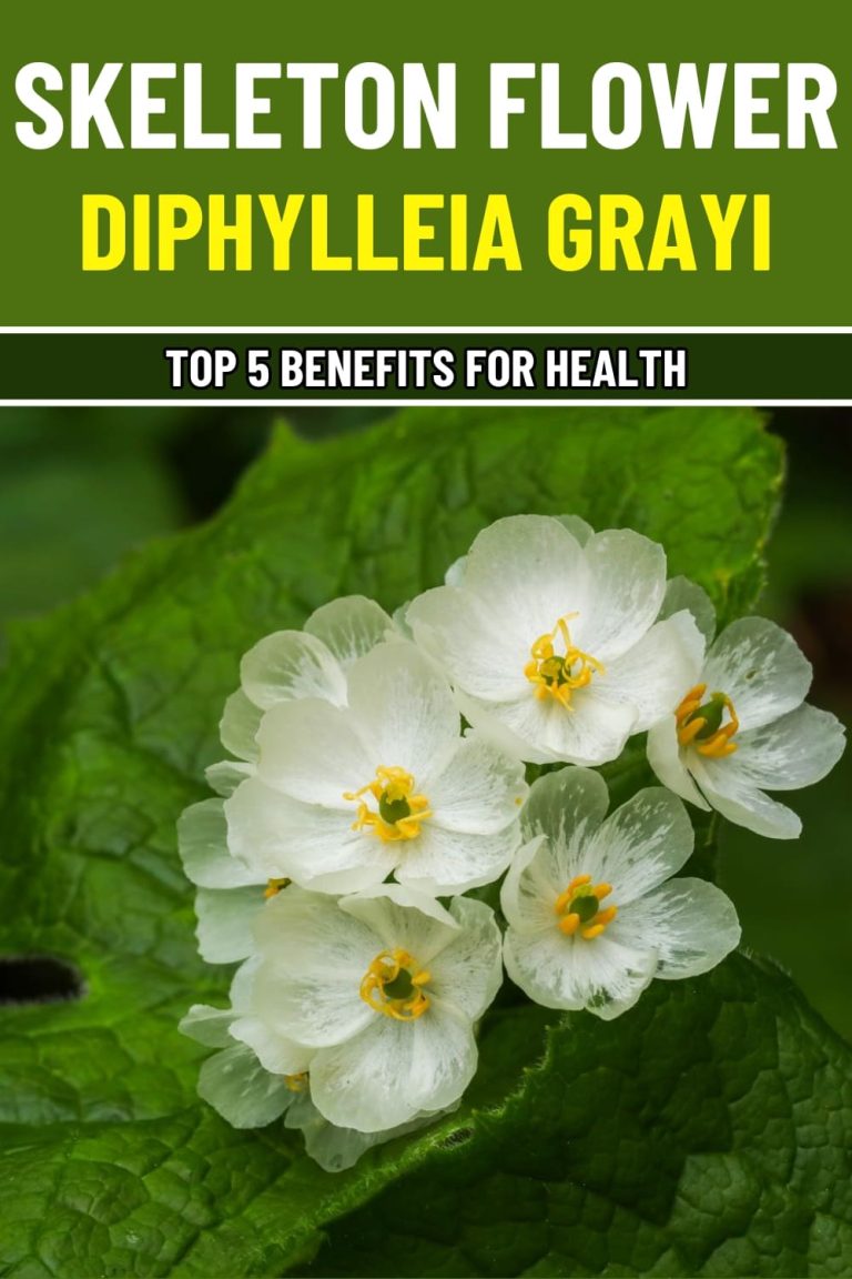 Discover the 5 Secret Health Benefits of Skeleton Flower for a Stronger You
