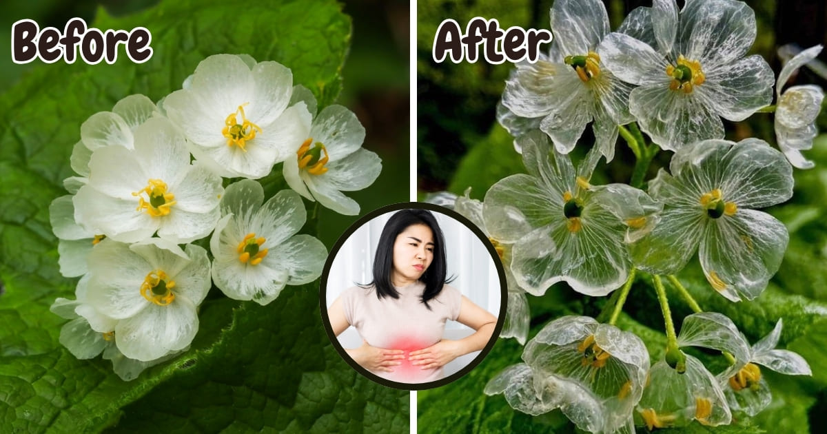 Discover the 5 Secret Health Benefits of Skeleton Flower for a Stronger You