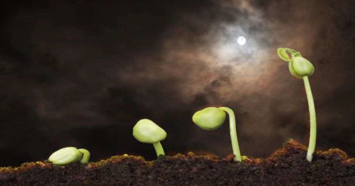 4 Lunar Cycles and Their Magical Influence on Plant Growth
