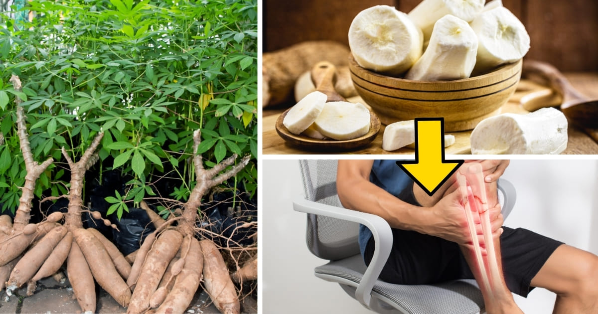 Uncover the Hidden Health Benefits of Cassava, Nature’s Nutritional ...