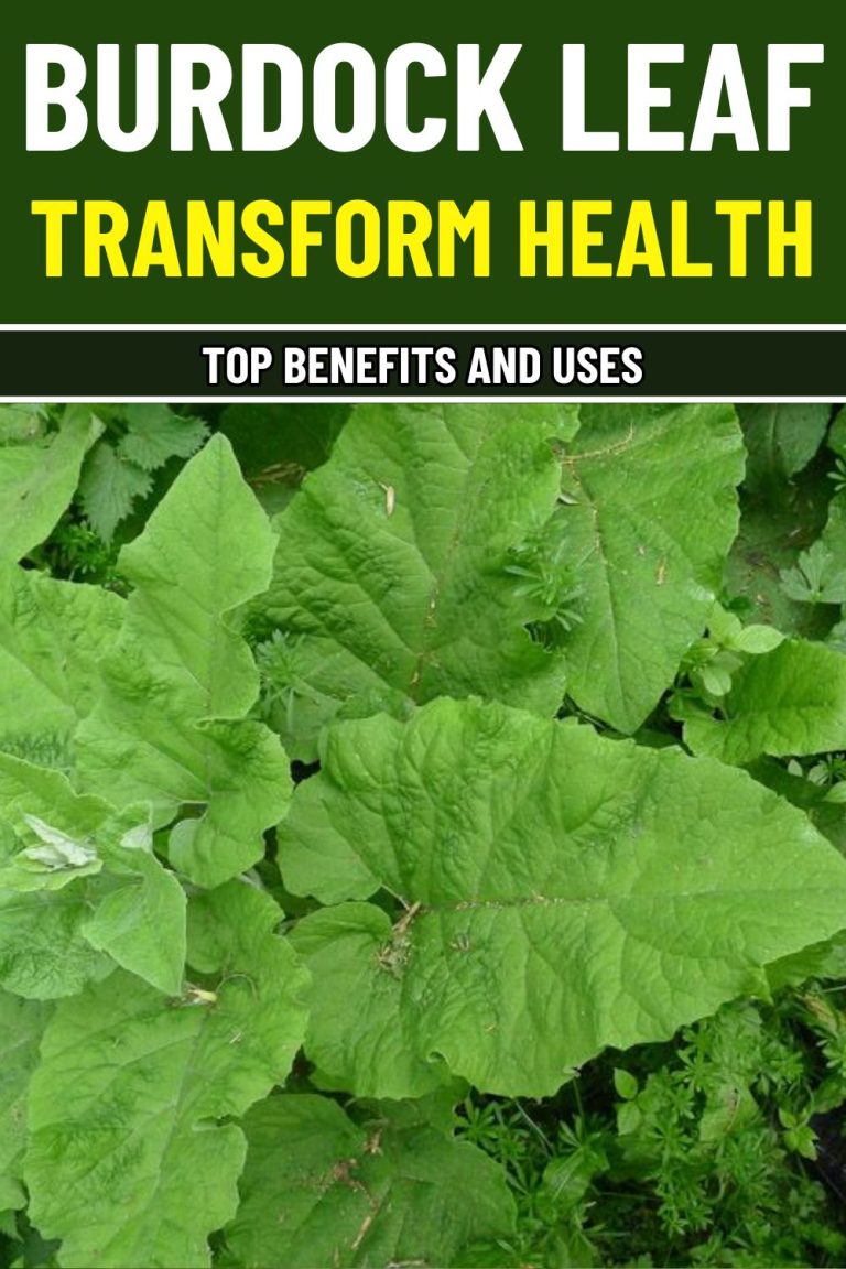 How Burdock Leaf Can Transform Your Health: Top Benefits and Uses