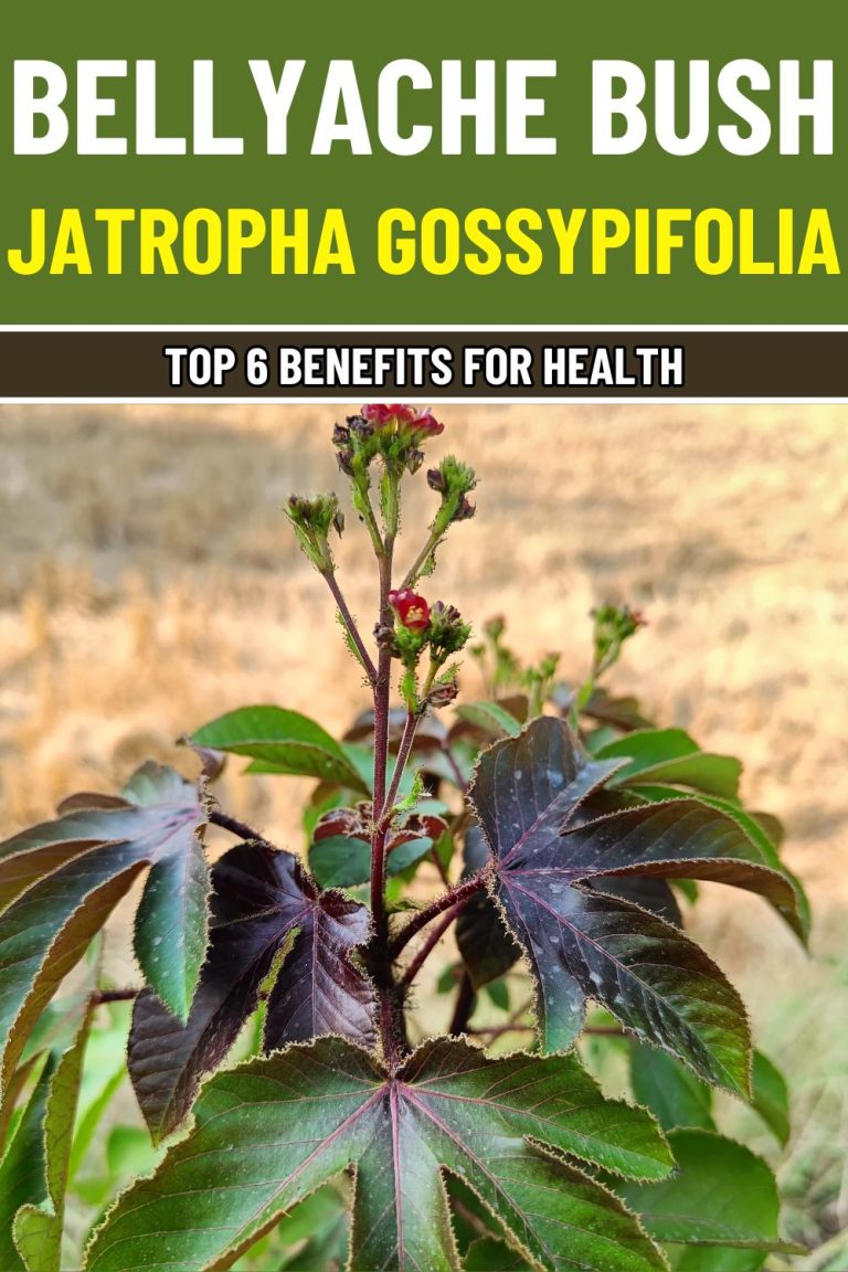 Jatropha gossypifolia: The Hidden Gem of Traditional Medicine with ...