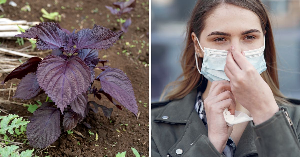 6 Incredible Health Benefits of Shiso: The Ancient Herb Transforming ...