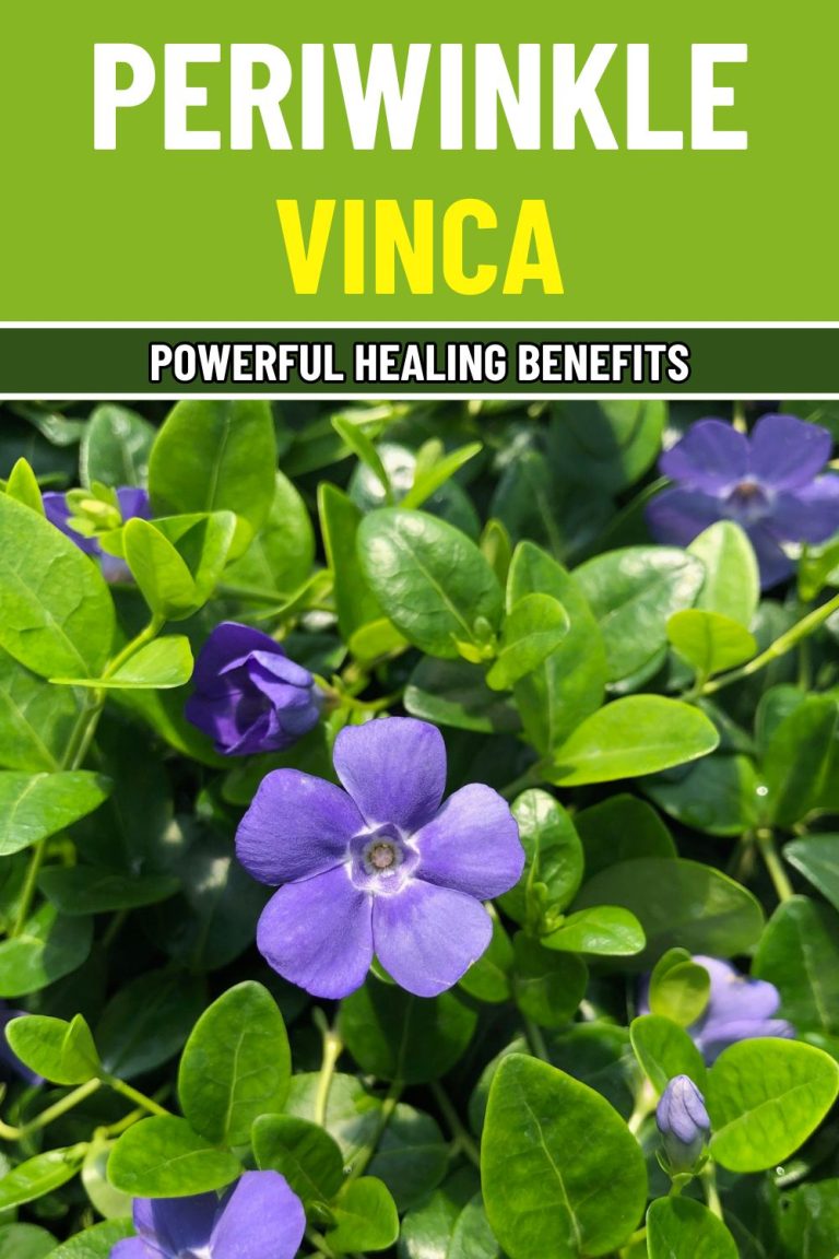 Periwinkle: The Beautiful Flower with Powerful Healing Benefits