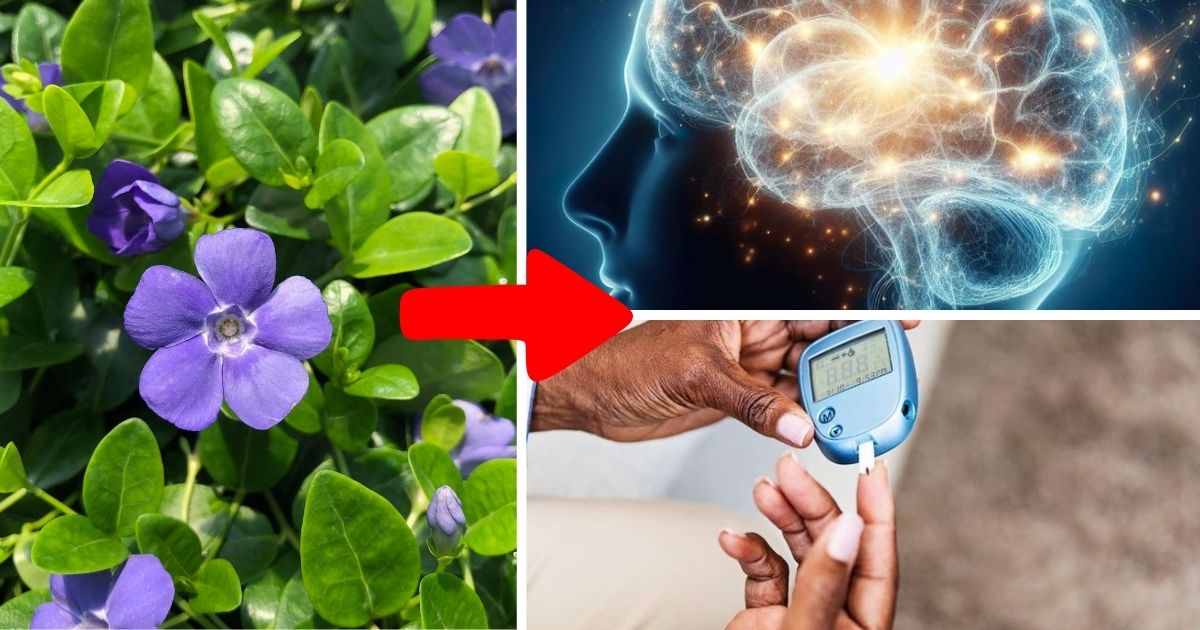 Periwinkle: The Beautiful Flower with Powerful Healing Benefits