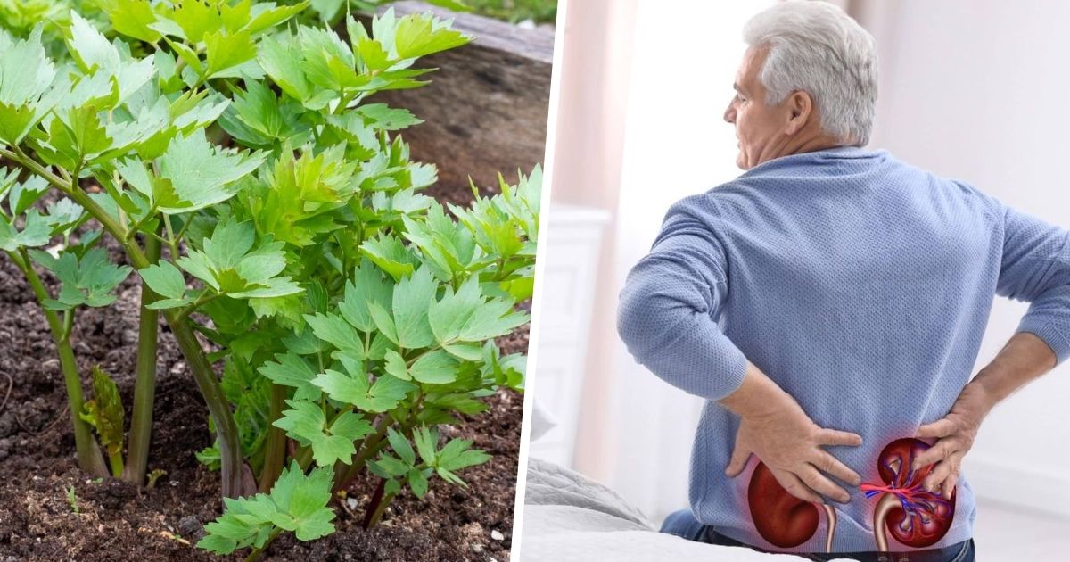 Lovage: The Forgotten Super Herb That Can Transform Your Health